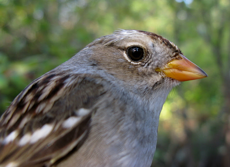 Cape Cod Bander: They're Back!