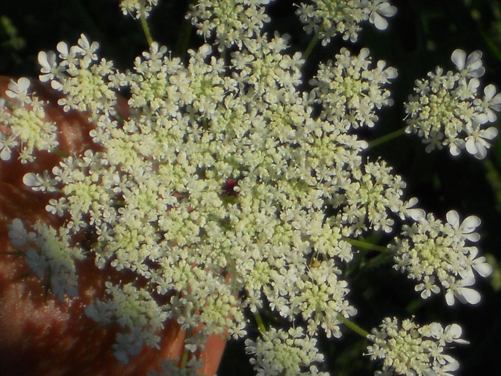 Blogul unui om cuminte...: FLOAREA RUŞINII