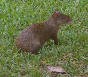 Following Dr. Handerson's Work