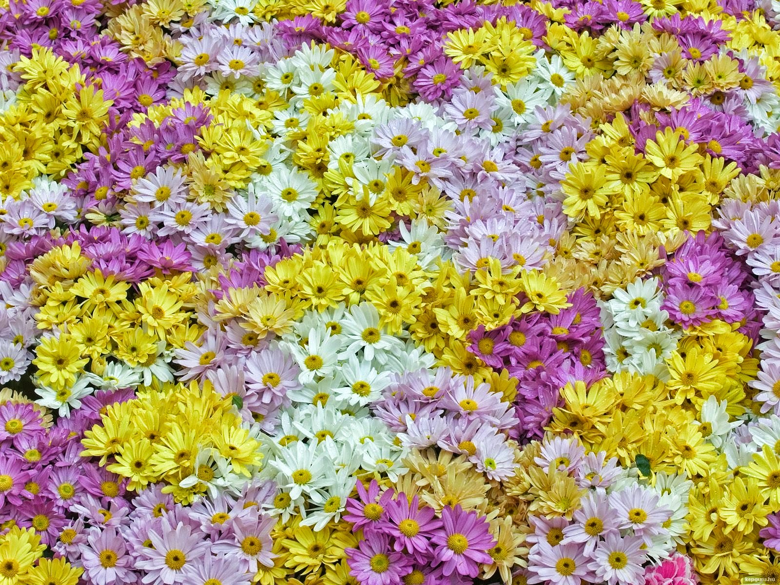 ΧΡΥΣΑΝΘΕΜΑ photos - wallpapers (ανανεωμένο) | the fun bank