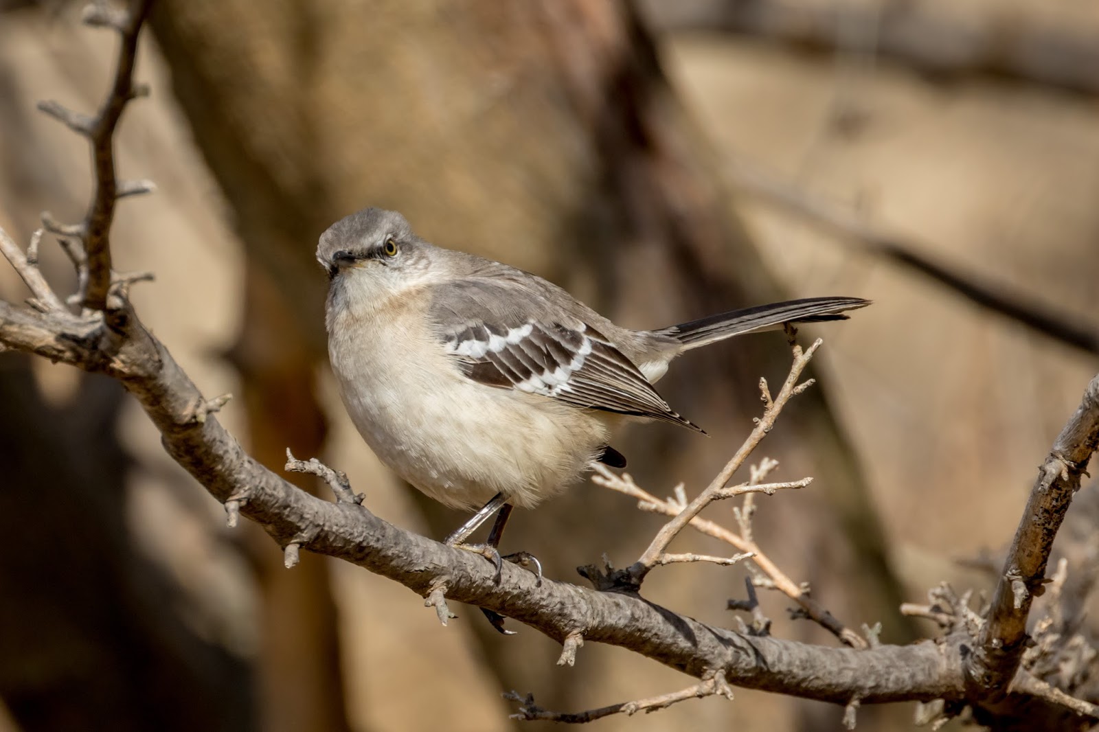 Northern mockingbird.