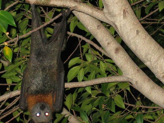 YARASA RESİMLERİ-Manzaralar