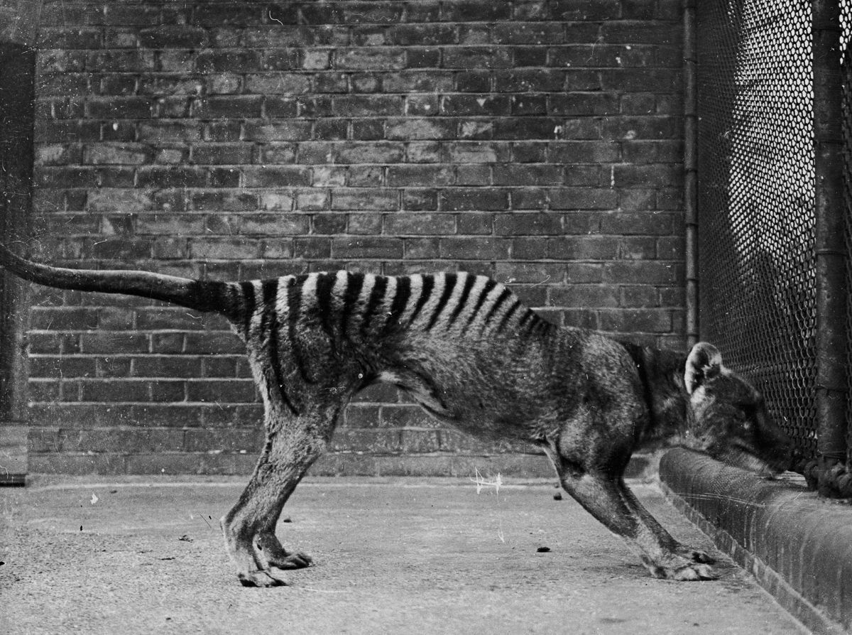 The Last Known Photographs of the Now Extinct Thylacine, Known as the ...