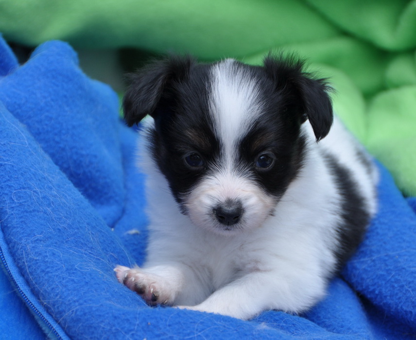 Road's End Papillons : Available: 5 Week old Phalene, Drop Ear Papillon ...