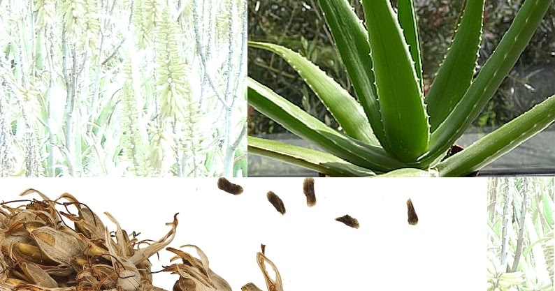 Raw Edible Plants: Aloe Vera