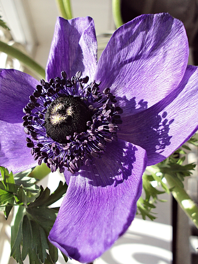 Sofias Bod: Blå Anemoner .....