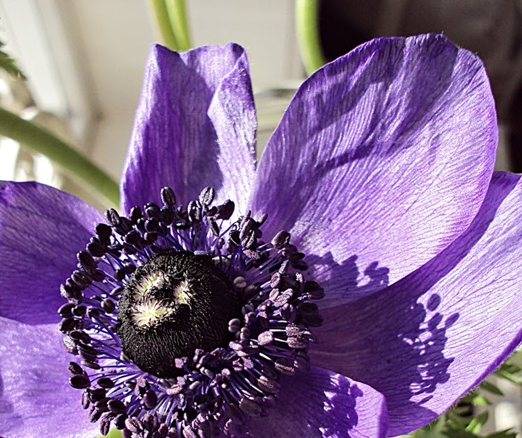 Sofias Bod: Blå Anemoner .....