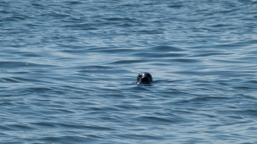 Images d'un retraité: Phoque ou loup marin?