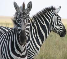 Gambella National park ~ Travel to Ethiopia