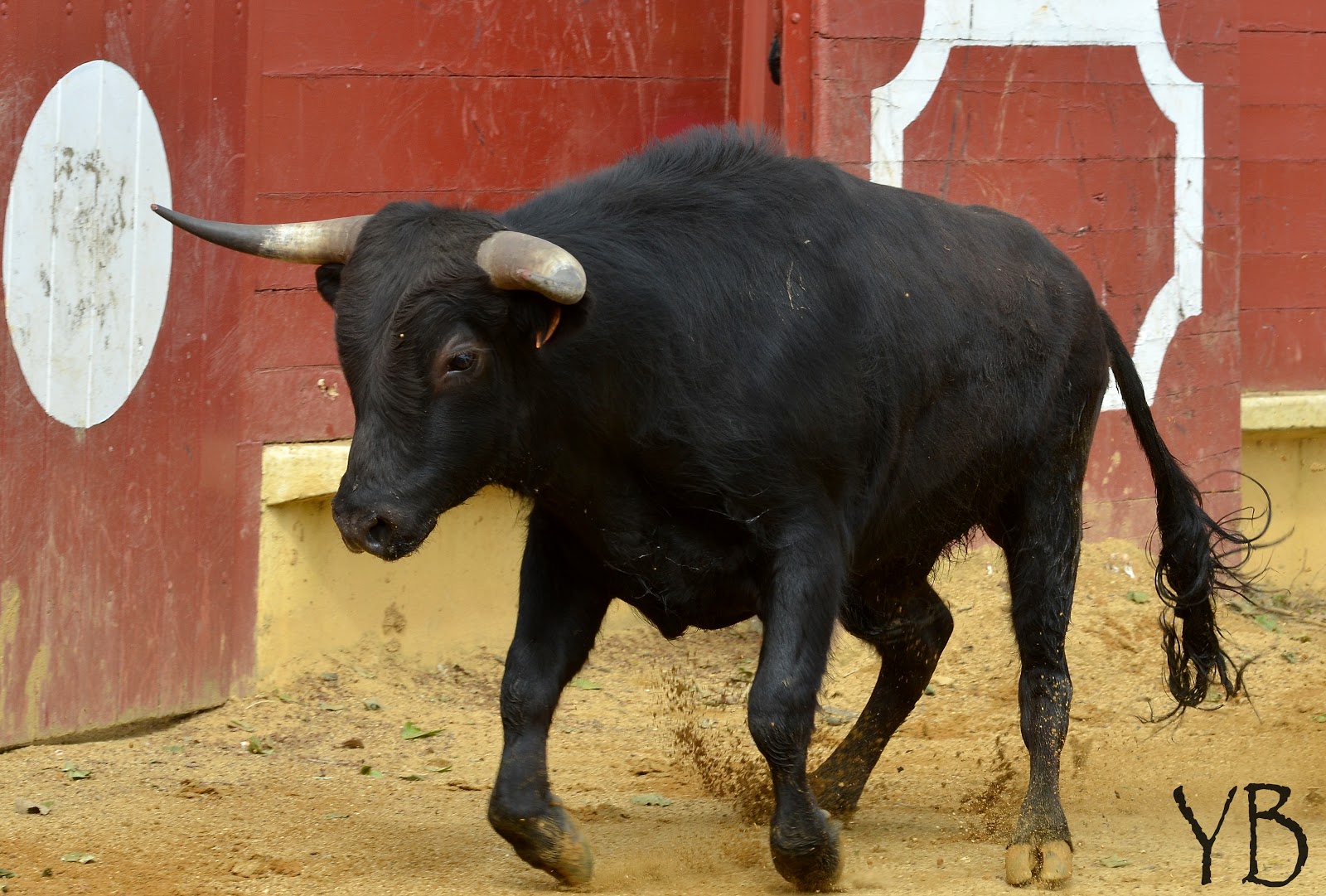 Bienvenue sur Yann BRIDONNEAU photographies.: NOVILLADA DE MALABAT A ...