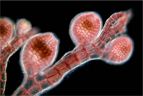Red Algae Protist