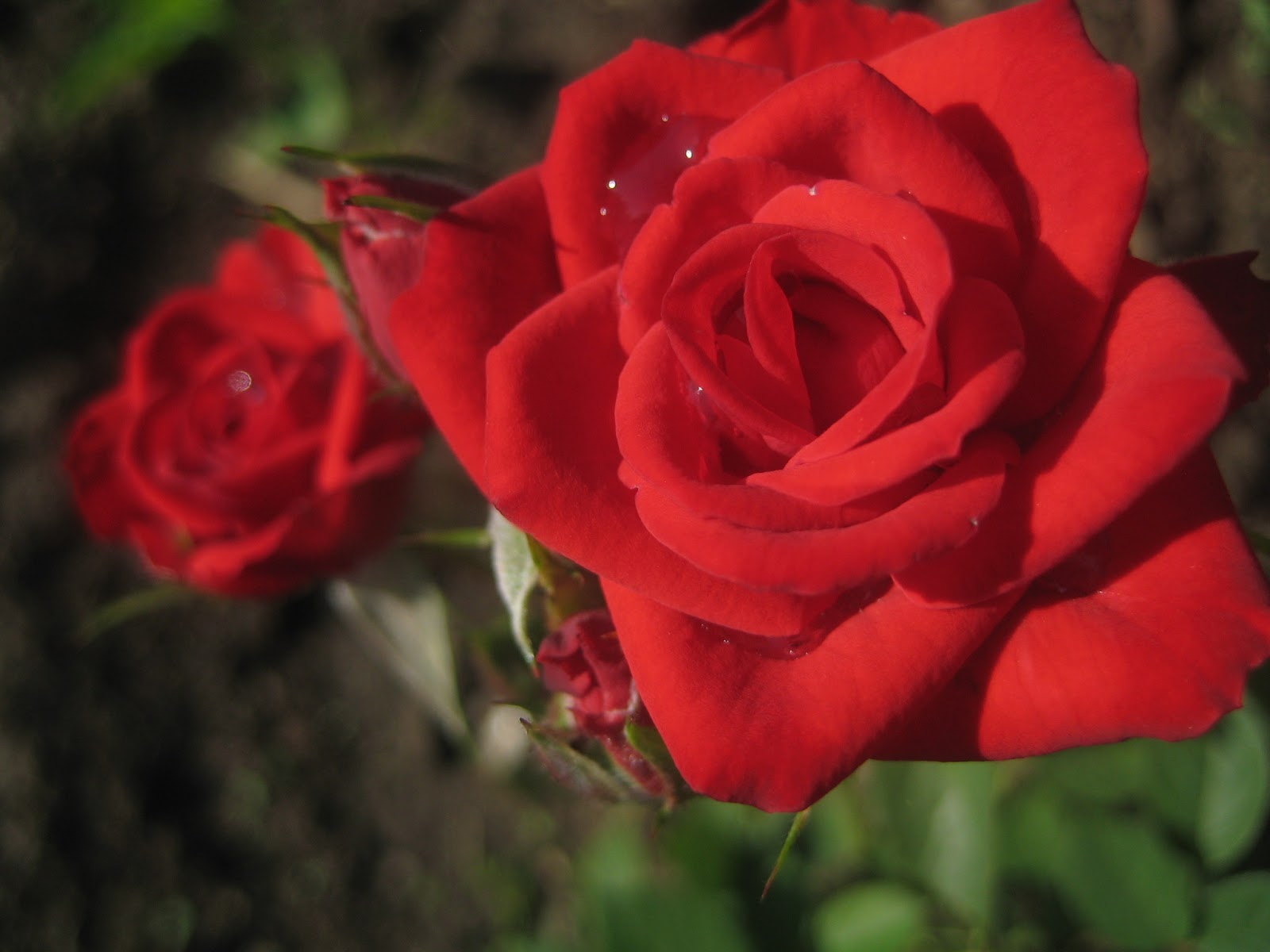 Ruže Majevice - Rasadnik ruža, Peljave. Sadnice ruža, stablašice, ruže ...