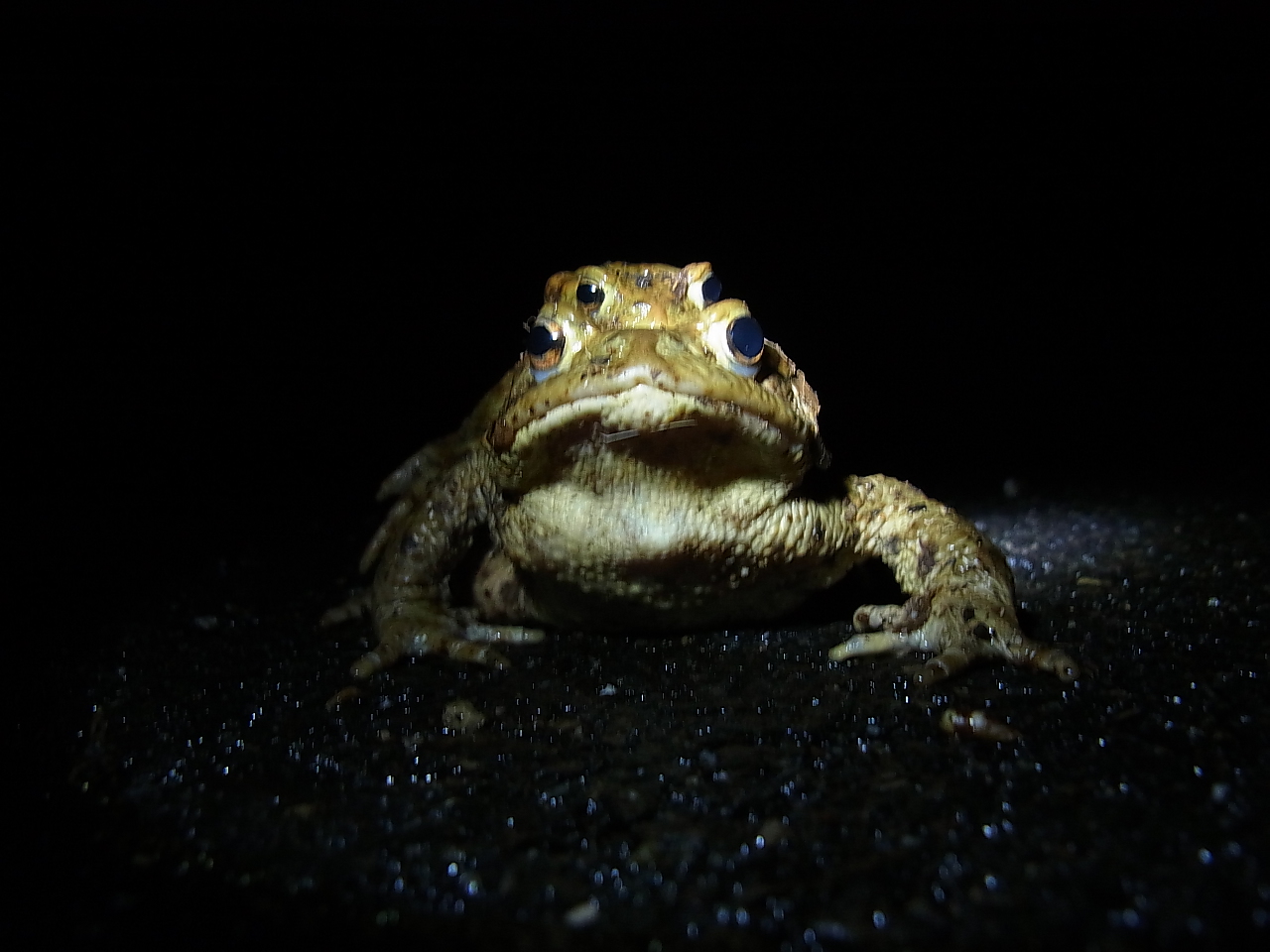 quatre saisons: crapauds