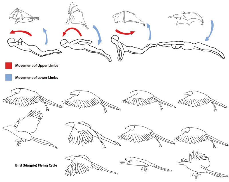 165-166: Walk, Fly, Swim.