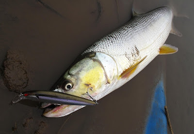 ANGLING WORLD 魔魚釣界: Monster Fish in China - Yellow Cheek!!