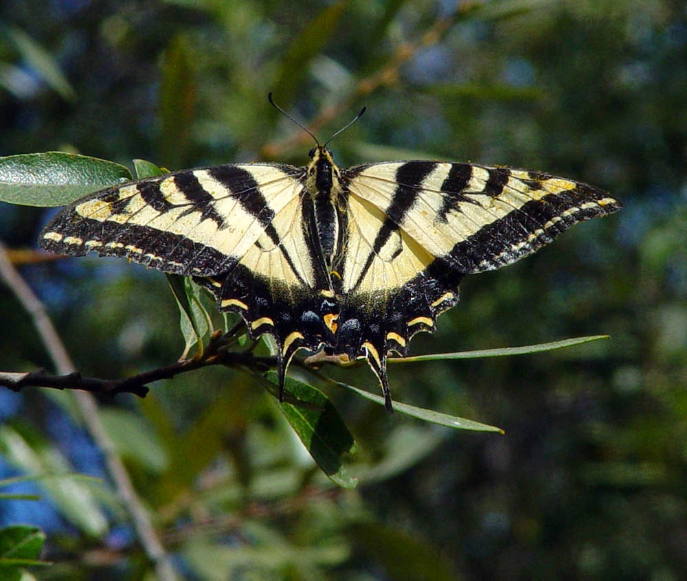 Mother Nature's Backyard - A Water-wise Garden: Western Tiger ...
