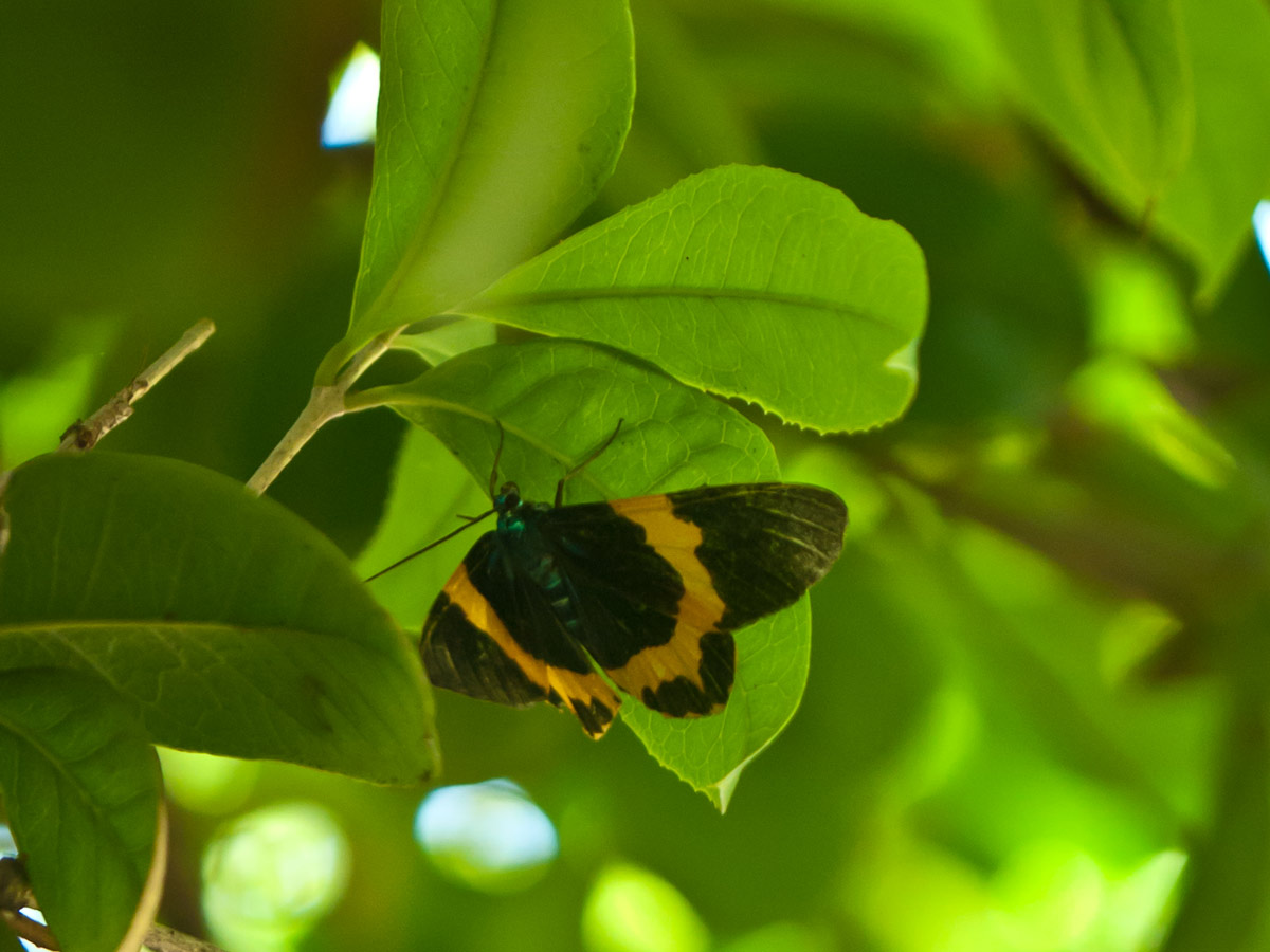 tower record: 橙帶藍尺蛾 Milionia basalis (Moth)
