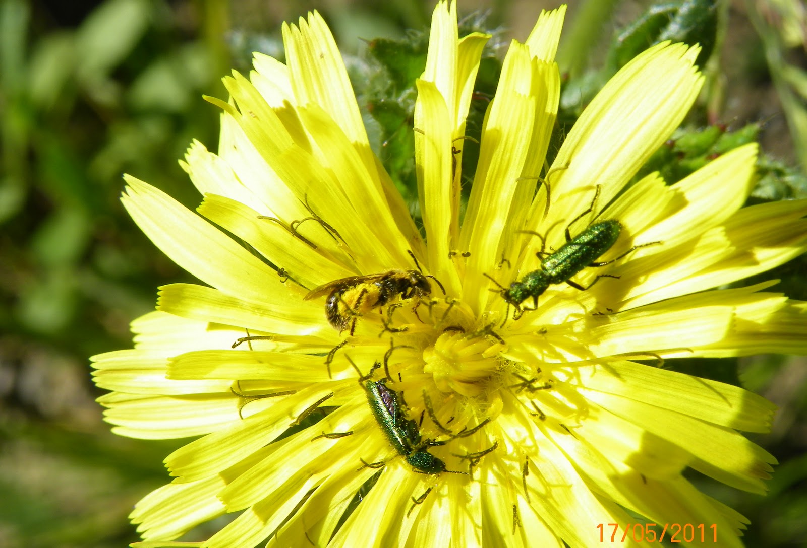 NATURALEZA desde ASTURIAS: Lytta visicatoria.-Mosca española o Cantárida