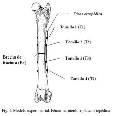 OSTEOLOGIA DEL CANINO: FEMUR