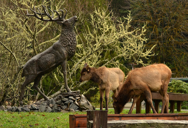 Woods Walks and Wildlife: An Eeping Elk, and Other Holiday-time Sights