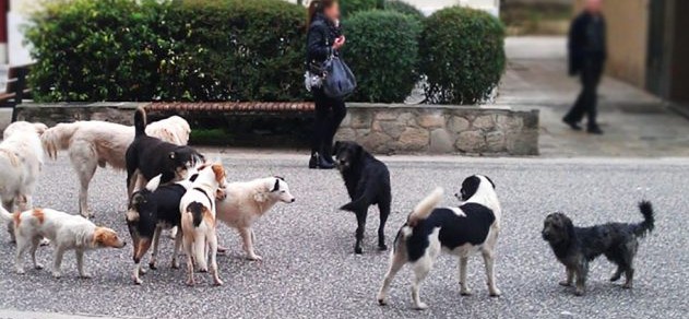 τοπικά XΡΟΝΙΚΑ : Τα αδέσποτα συνεχίζουν τις επιθέσεις και δαγκώνουν ...