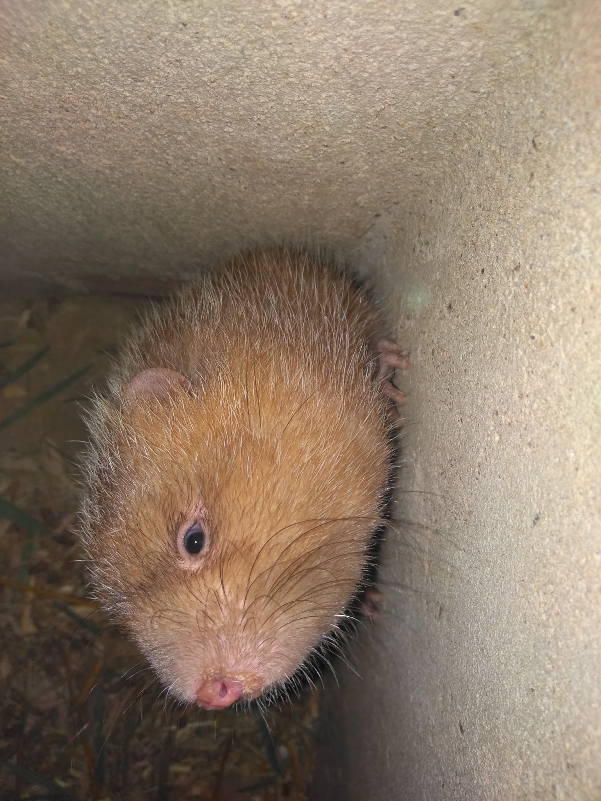 Dúi Giống Miền Tây : (Hình Ảnh) Con Dúi Đẹp