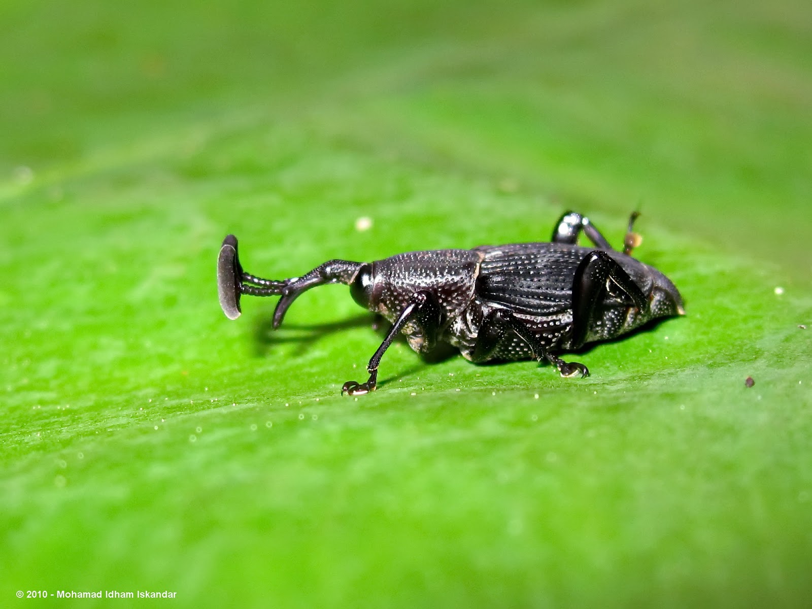 Indonesian Bugs & Others: Black Weevil from Dago Pakar