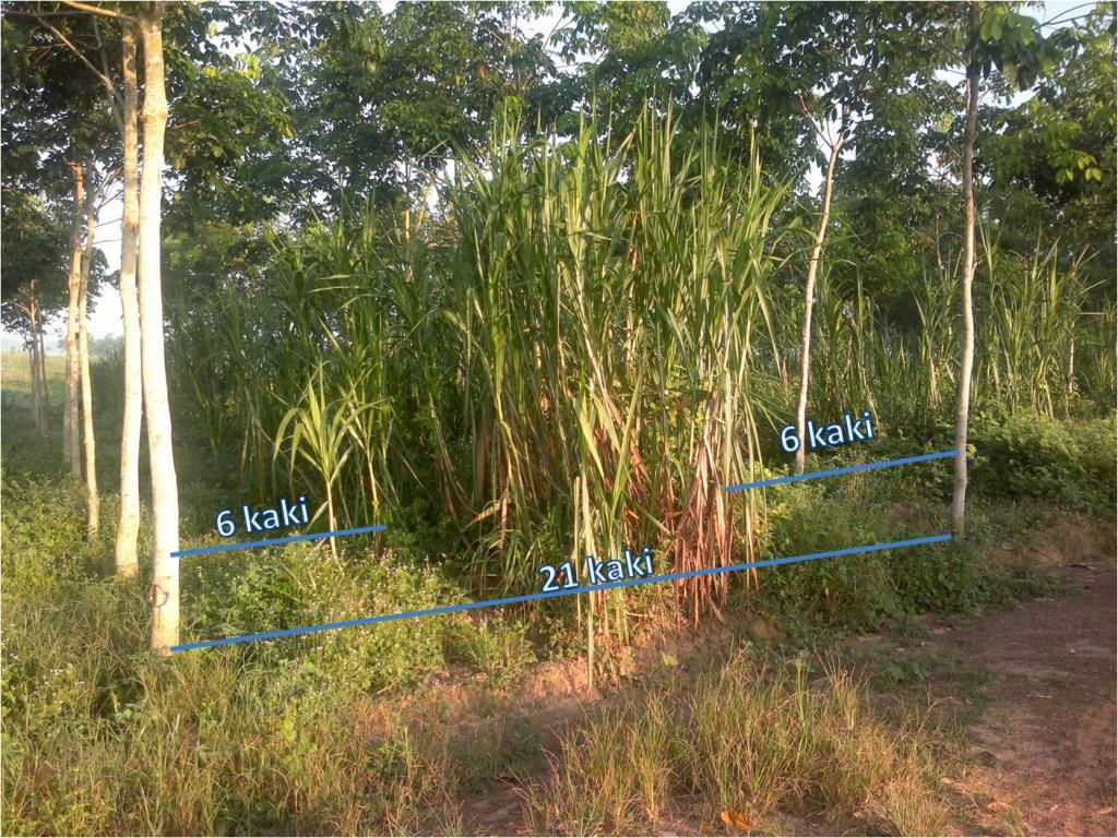 Laka Temin Silaj Sdn Bhd: Penanaman Napier dalam Tanaman Kekal (Getah)