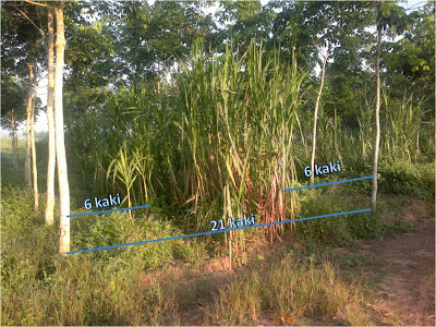 Laka Temin Silaj Sdn Bhd: Penanaman Napier dalam Tanaman Kekal (Getah)