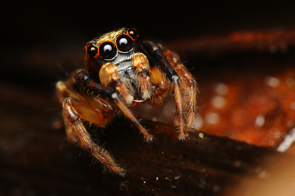 The Mirror: Fantastic Spider Photography (Four Sets of Eyes)