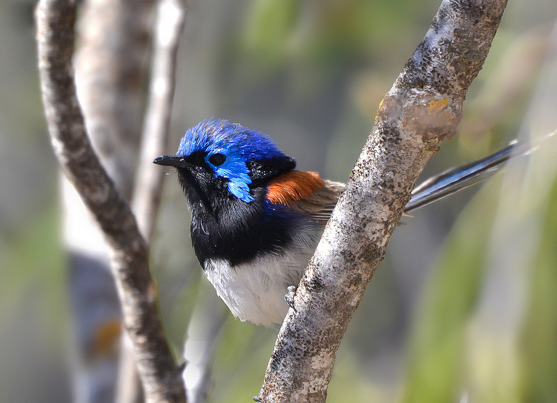 TIM DOLBY'S TRIP REPORTS & BIRDING TOURS: Wyperfeld National Park
