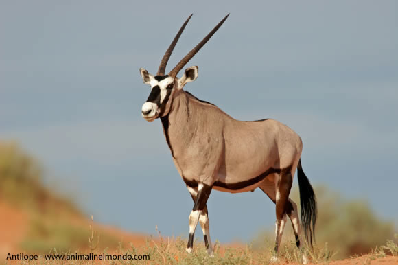 Animales Exoticos: Información del Antílope