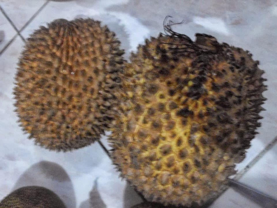 Buah-buahan unik yang jarang diketahui | Live like Rainforest