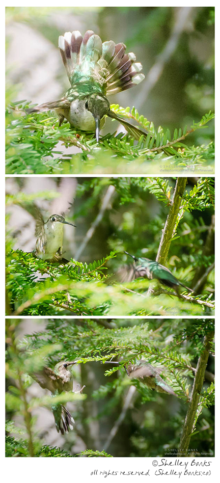 Prairie Nature: Ruby-throated Hummingbirds in Regina, Saskatchewan (and ...