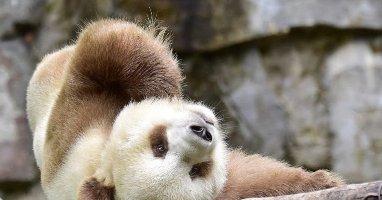 Rare Brown Panda Cub Was Found Alone And Malnourished, Possibly The ...