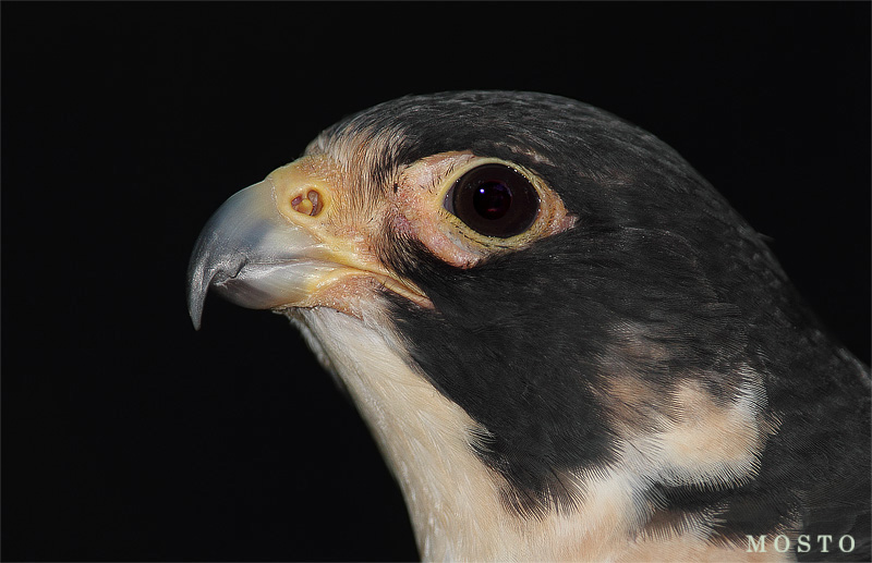 AVES NUESTRAS: HALCON PEREGRINO