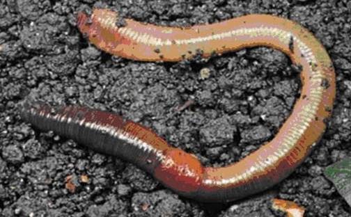 Capitalists@Work: BBC On Energy Policy: Worm Turning