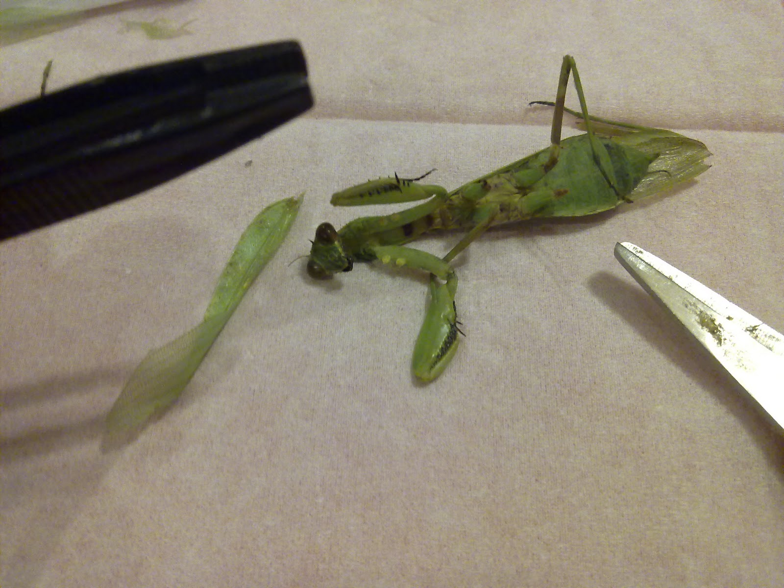 Reese Matthew's Secret Isle: I dissected a praying mantis!
