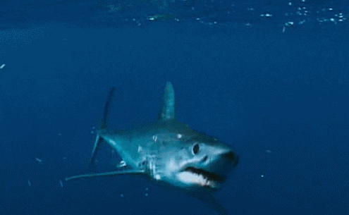 AKI GIFS: Shark animated gifs