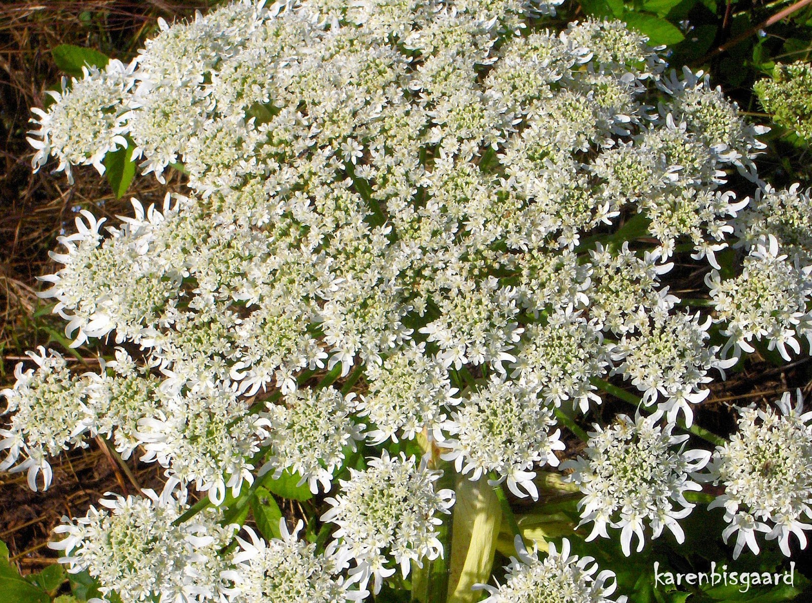 Karen`s Nature Photography: Flower Clusters from Giant Hogweed.