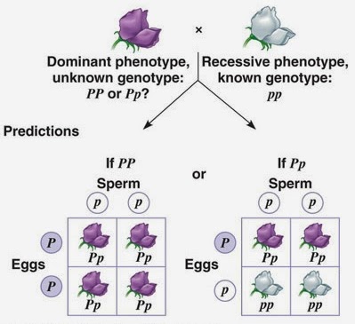 A Simple Blog by the Boy of Jambi: Biology : Patterns of Heredity (1)