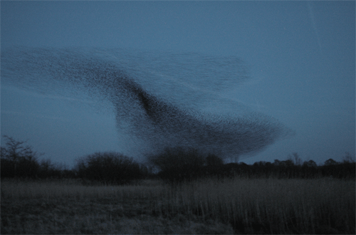 Matt Dawson: murmuration screen print designs...