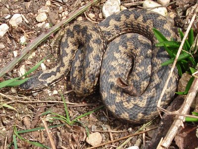 Mud Adder | Snakes