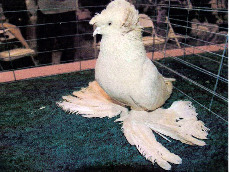 Origin of the Domestic Fowl: A Tough Call; Feathered Shanks