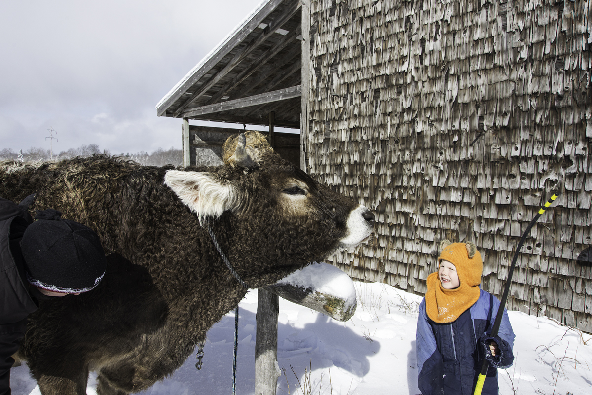 Midwest Ox Drovers Association: A Fun Winter Walk with the Oxen