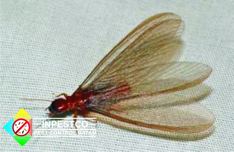 PEST CONTROL BATAM: Fakta - fakta mengenai RAYAP