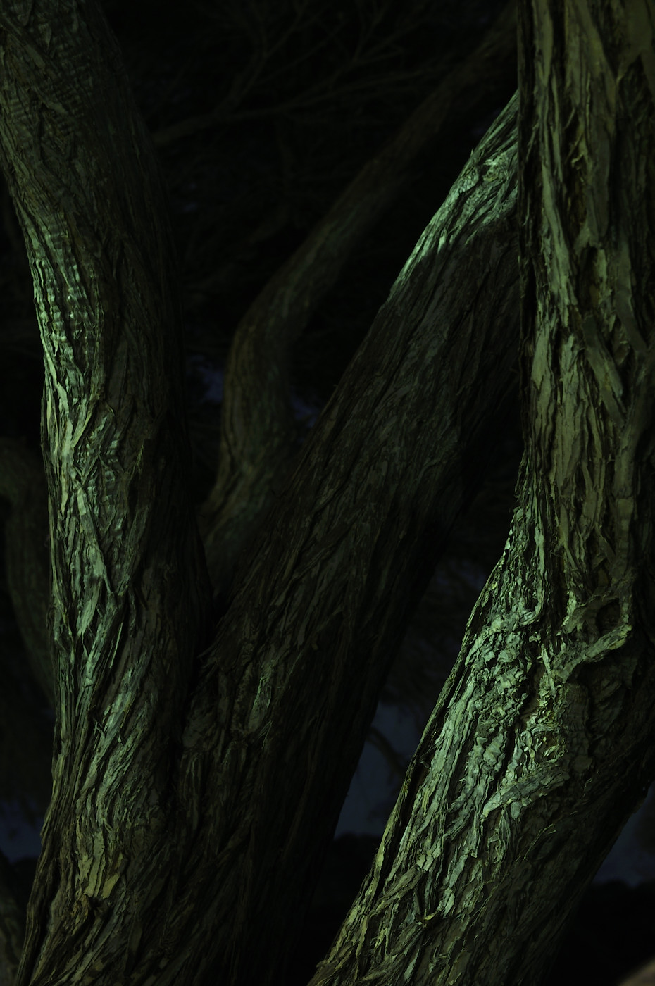 You won't see this at MoMA: Trees: Volume II series