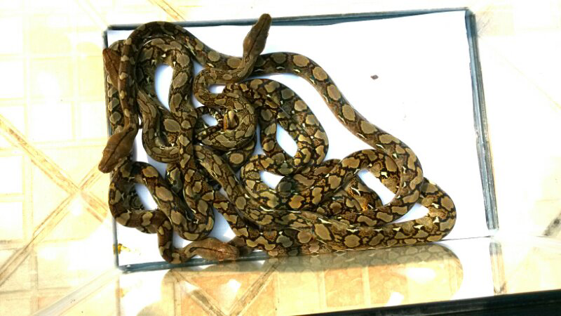 Jual Ular Jenis Retic Jawa 1,5m.. | Hewan Indonesia dan Jual Beli