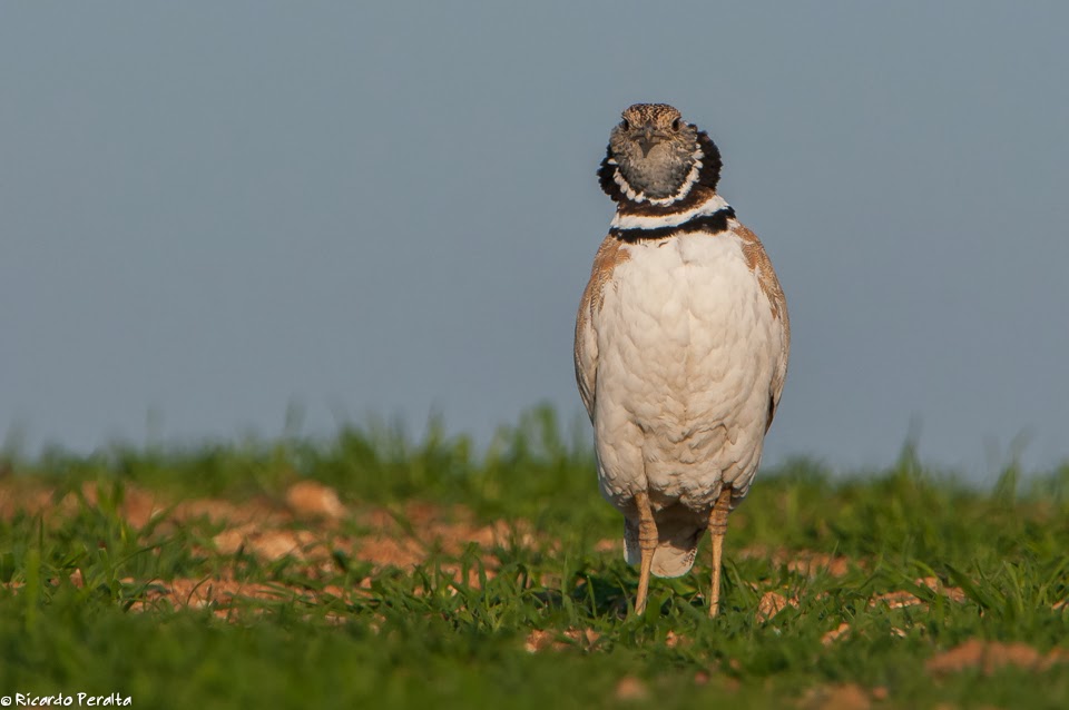 Ricardo Peralta. Fotógrafo de Naturaleza: Sisón común (Tetrax tetrax)