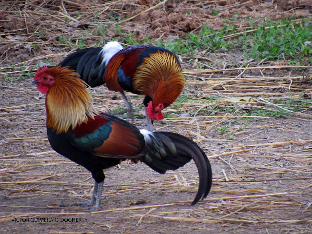 Mis imágenes de aves: NUESTRO FAMILIAR GALLO BANKIVA